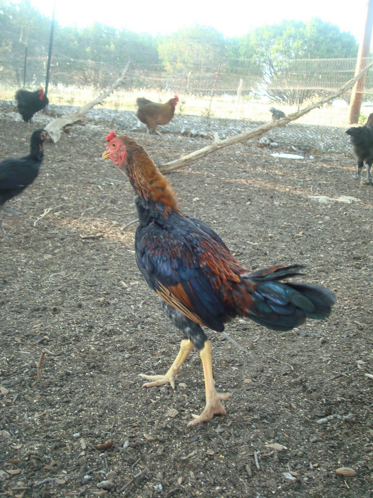 Tiny Chickens: Bantam Shamo