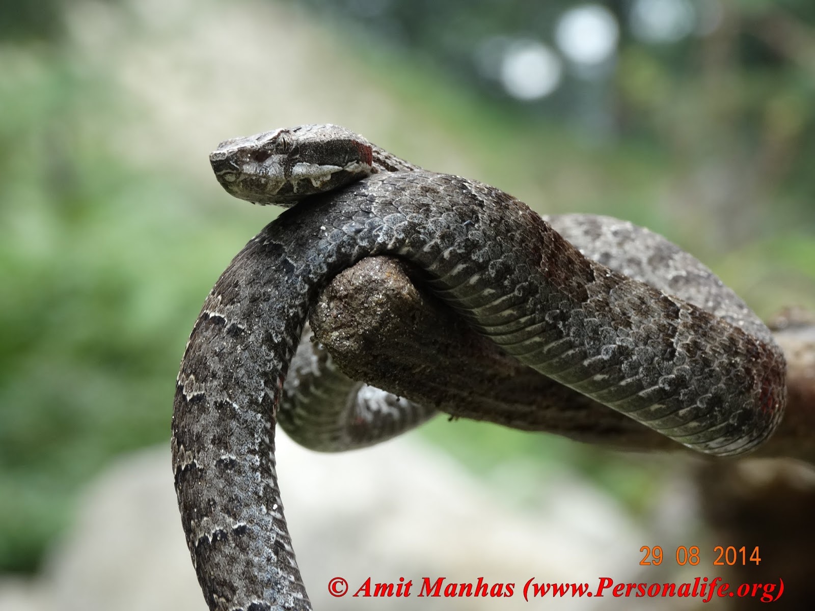 Himalayan pit viper | Gloydius himalayanus, Günther (1864) | PerSonaLife