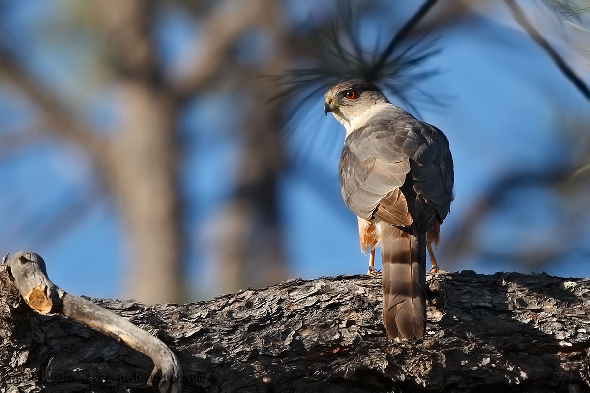 mis fotos de aves: Accipiter cooperii Gavilán de Cooper Cooper's Hawk