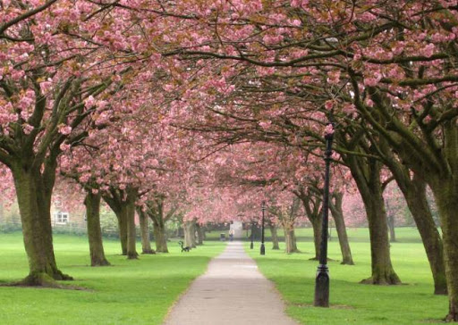 4 Taman Bunga Bikin Hati Bahagia