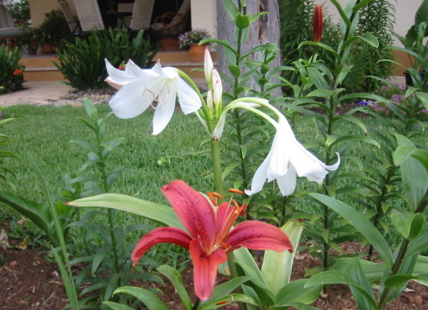 Imágenes de flores y plantas: Crinum