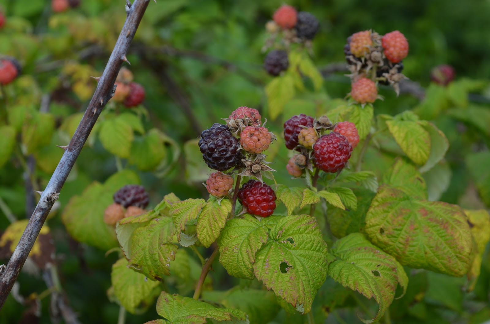 Charming the Birds from the Trees: Black Raspberries...