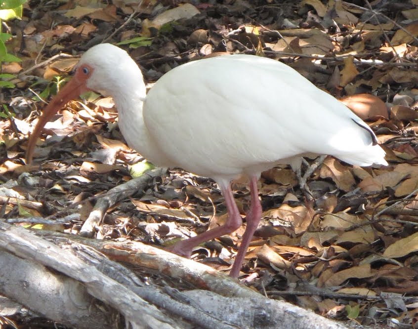 The Birds of Everglades National Park | Adventure Bus