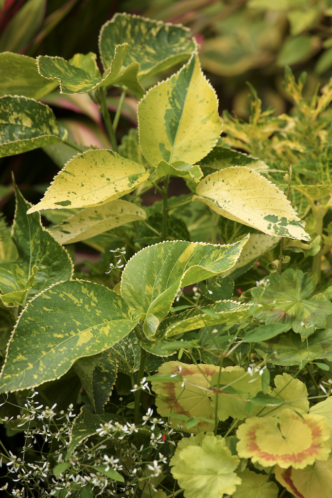 Fortnam Gardens: Crazy about Containers - Update