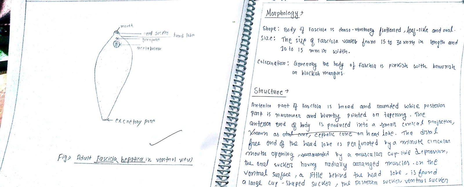 PRACTICAL NOTEBOOK OF ANIMAL DIVERSITY | CBCS B.Sc 1st Semester Zoology ...