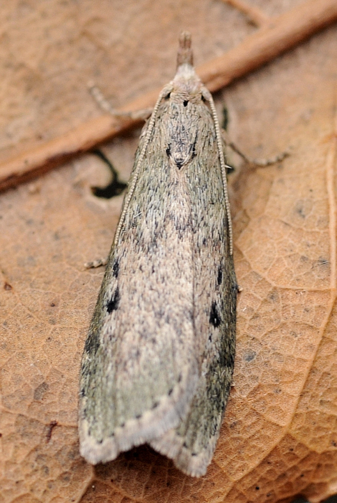 Little Hadham Birding: April moths