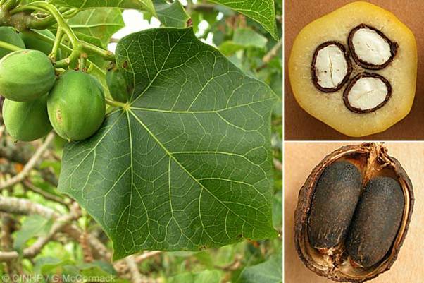වැට එඬරු [Weta Endaru] (Jatropha curcas) ~ අපේ ඔසුපැළ Medicinal Plants ...