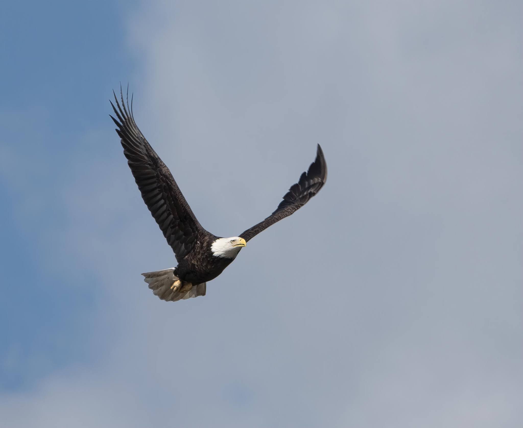 Room Without Walls: Claws