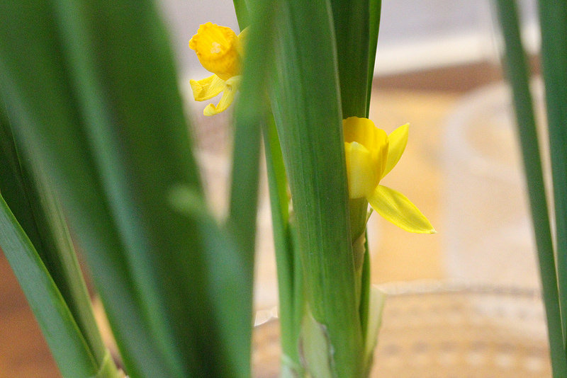 Koukuissa: Rairuoho, rajgräs, ryegrass