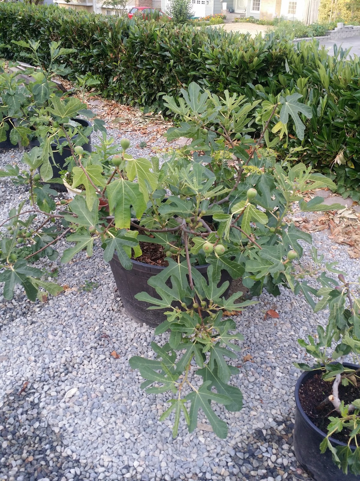 Seattle Garden & Fruit Adventures: My visit with Slavi. The Fig Artist