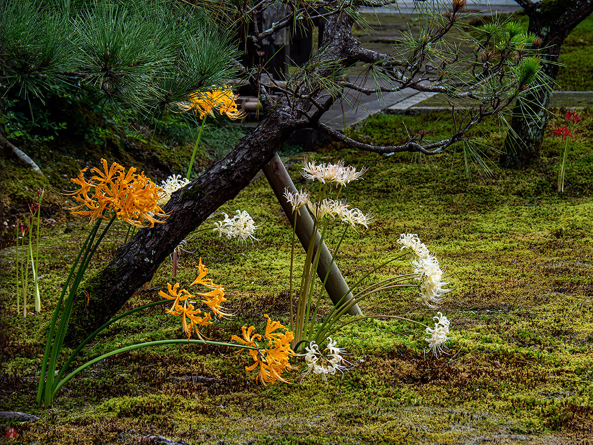 FROM THE GARDEN OF ZEN: Higan-bana (Lycoris radiata) flower: Chojyu-ji
