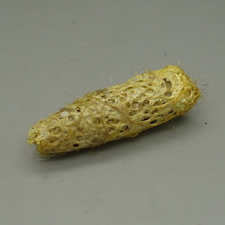 Wesi Kuning: Khasiat Wesi Kuning