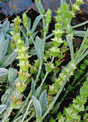 Seminte si plante de gradina hobby: Sideritis Syriaca-Mountain tea