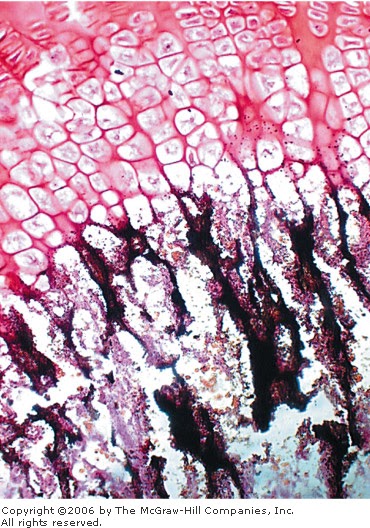 De Histology: Histochemistry & Cytochemistry