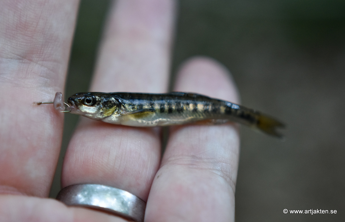 Elritsa i ny bäck ~ Jakten på 100 arter