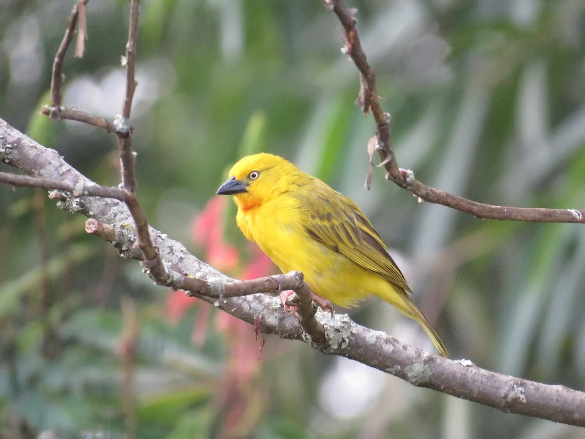 99 Awesome Birds in Uganda To Look For | Sidewalk Safari | Part-time ...