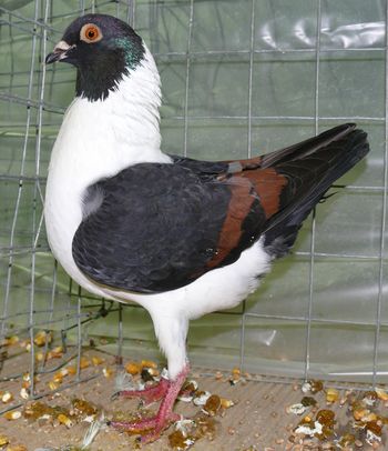Triganino Modena pigeons ( Triganino Modenese ) - Pigeons fall