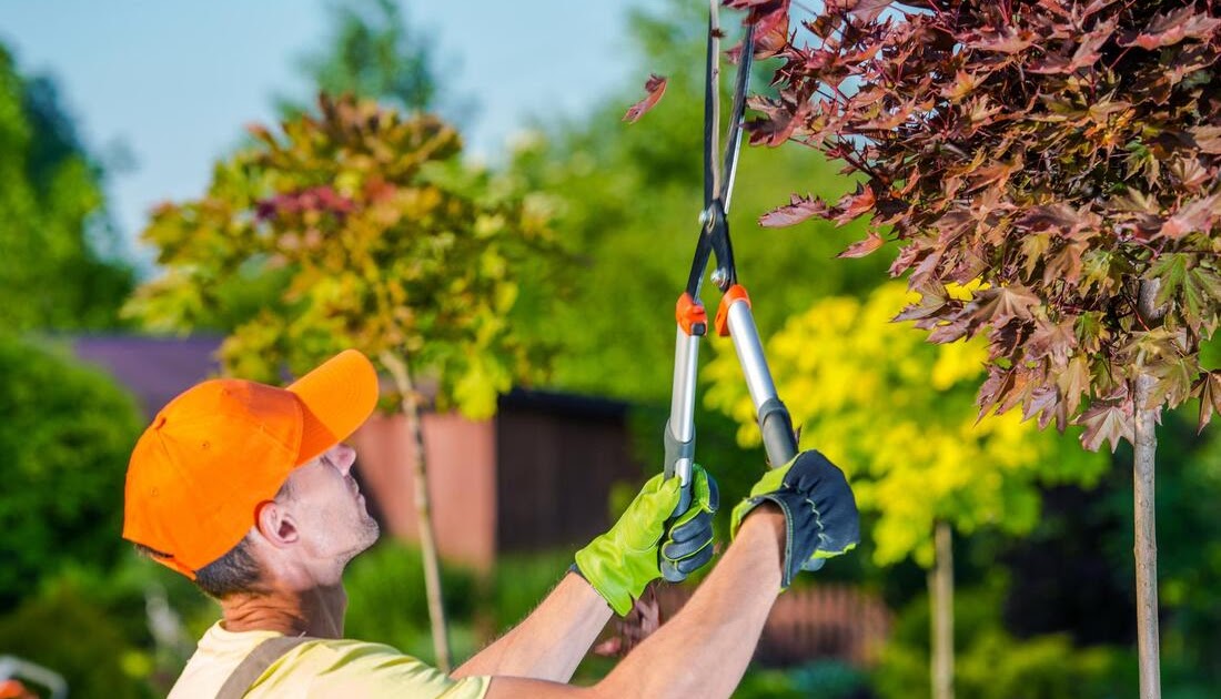 Dominguez Tree Services