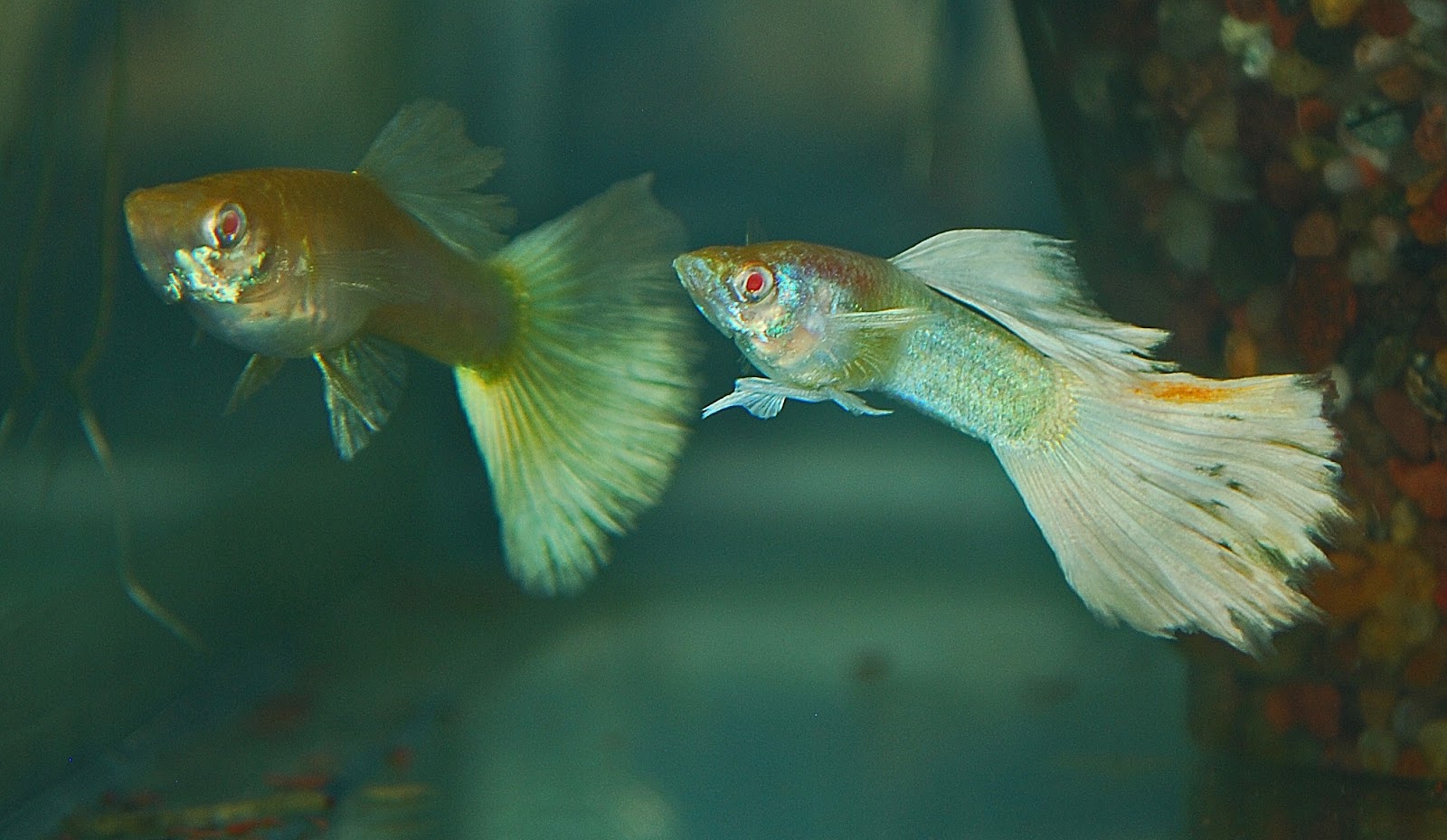 Guppy Fish Guppies: Guppy Fish