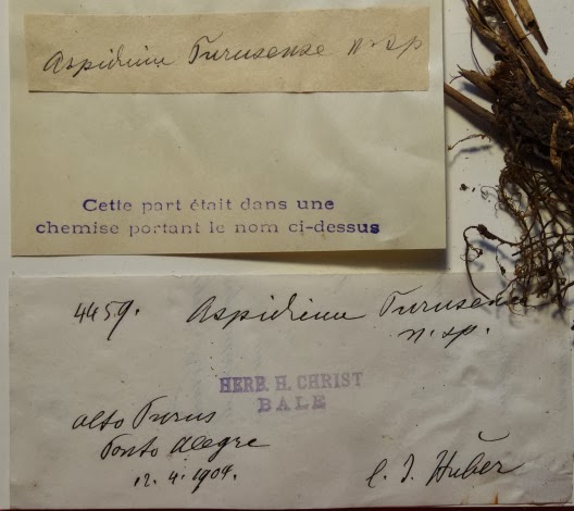 Jacques Huber and the Amazonian Botany: Plant collections