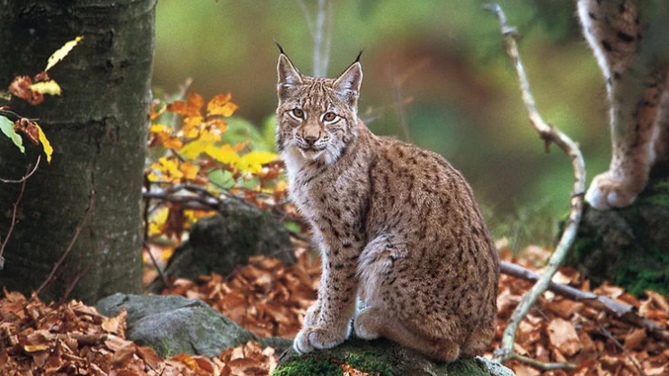 Biodiversity Today for Tomorrow