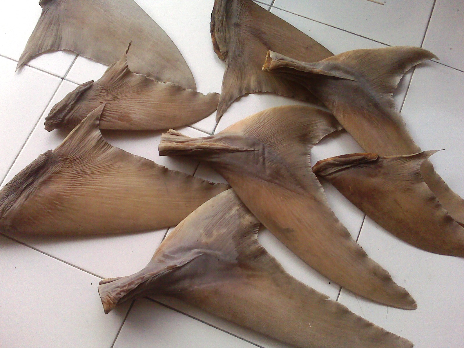 Jual Sirip Hiu Tulang Hiu Dan Daging Hiu Segar Murah Berkualitas Jual Sirip Hiu Kering Dan