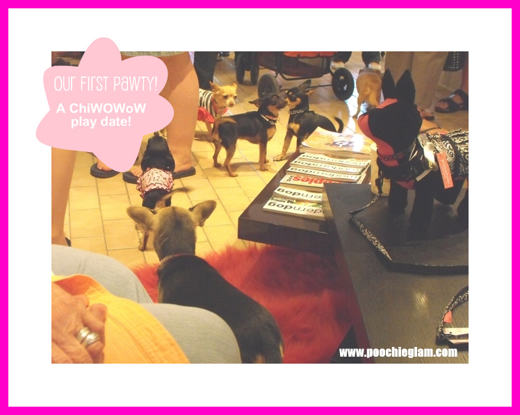 LE SALON ET SPA POOCHIE GLAM: One year in the making - The start up story