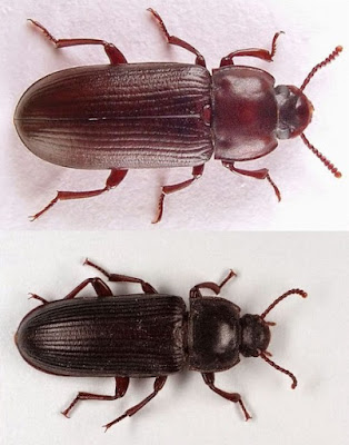 27 Manfaat Semut Jepang Lengkap Dengan Bahayanya | Info Kesehatan Kekinian