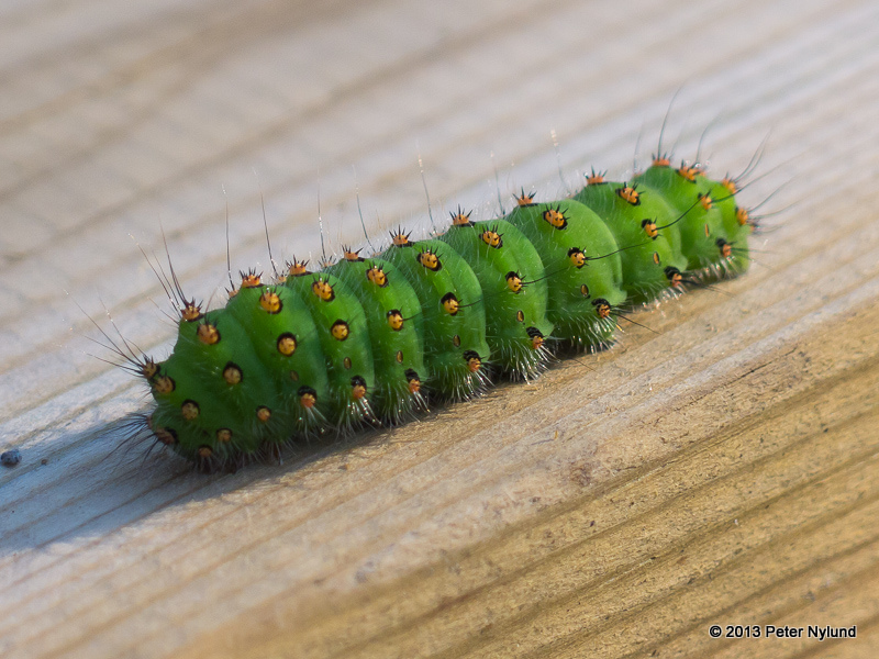 Yeti rides: A short Kurjenrahka overnighter