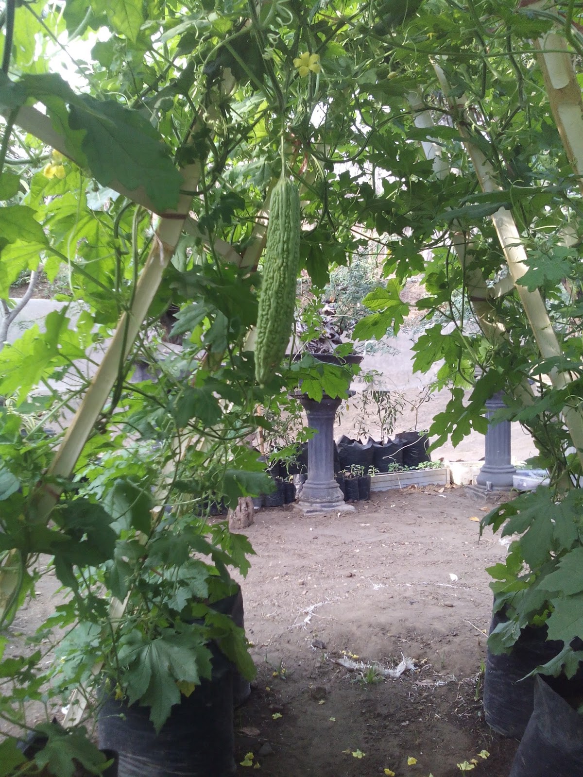 Cara mudah budidaya pare didalam polybag atau pot - Rahmat Tahery