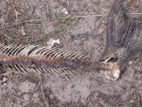 Salmon Skeleton