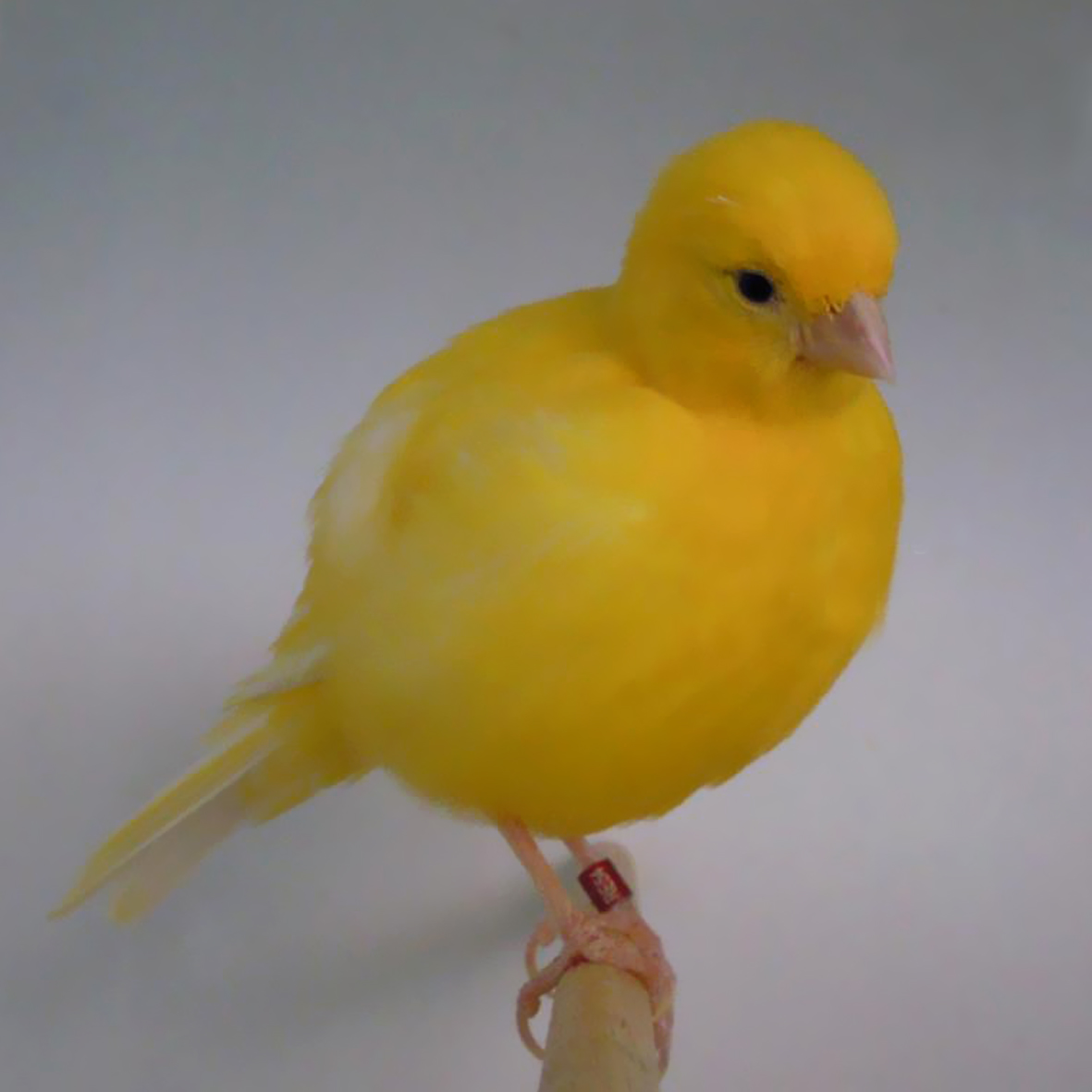 canarilrevoredo: O Fife Fancy