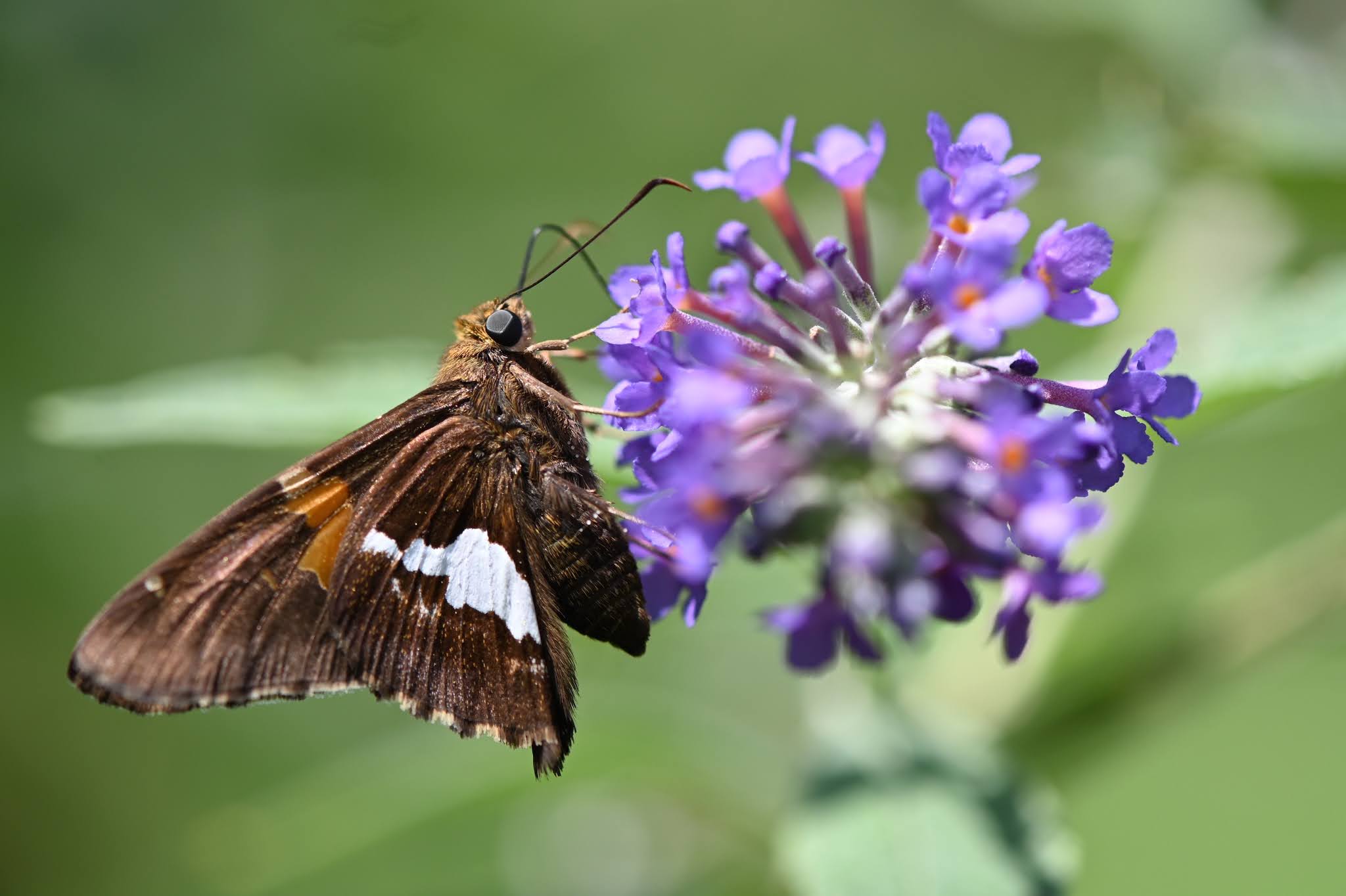 Urban Wildlife Guide Silver spotted Skipper Butterfly urban-wildlife-guide-silver-spotted-skipper-butterfly