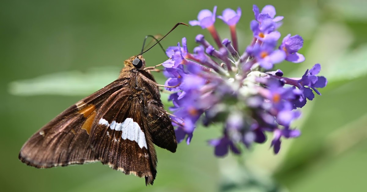 Urban Wildlife Guide Silver spotted Skipper Butterfly urban-wildlife-guide-silver-spotted-skipper-butterfly