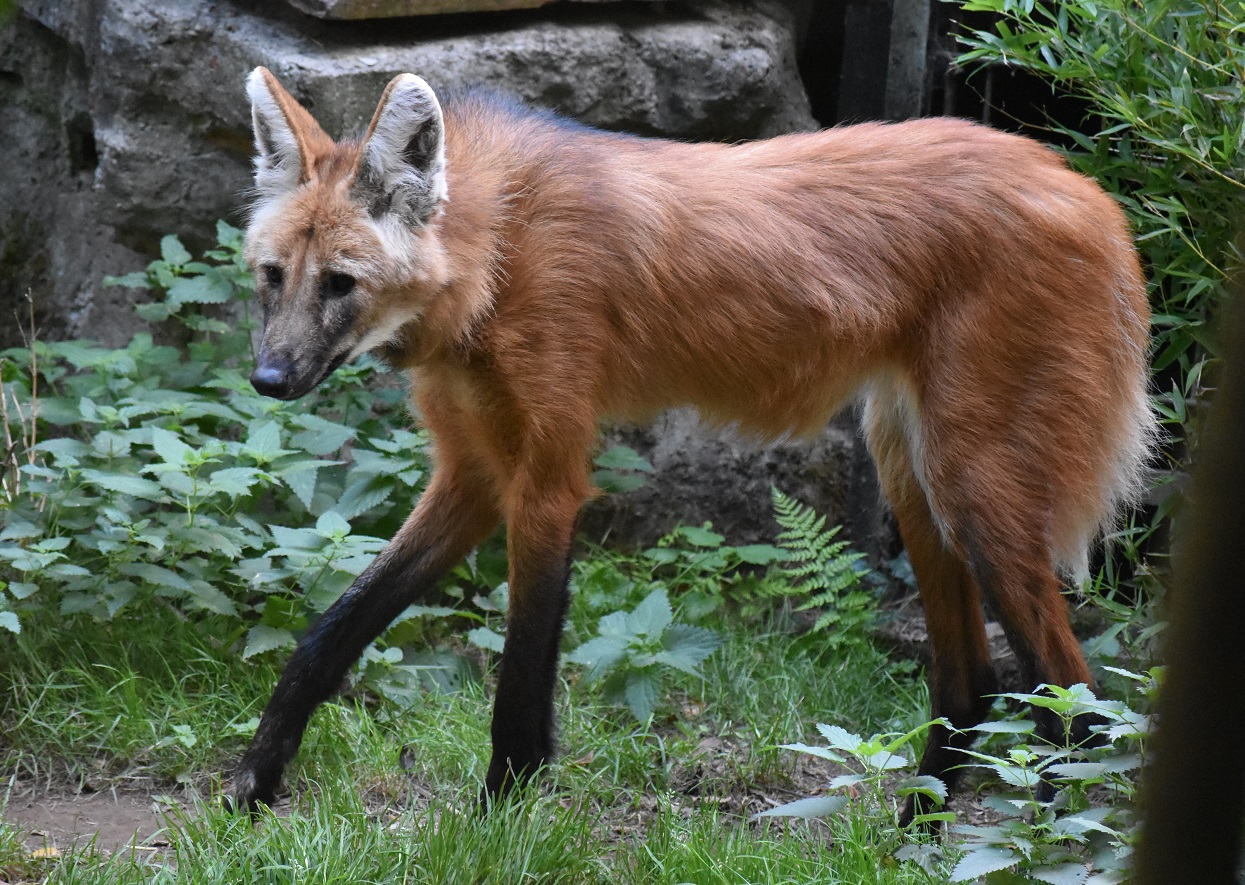 ZOOTOGRAFIANDO (6.100 ANIMALS): LOBO DE CRIN / MANED WOLF (Chrysocyon ...