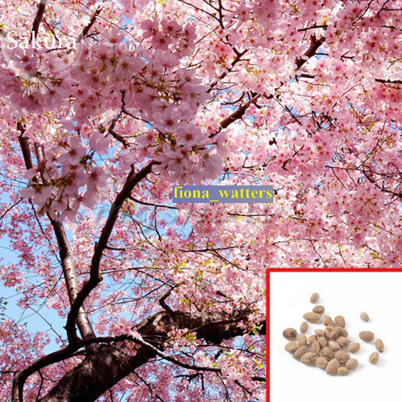 Japanese Sakura seeds ~ PRODUCT-CHINA