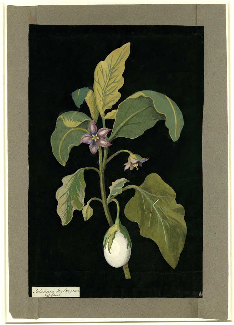 nickyskye meanderings: Mary Delany, collage artist of flowers in the 1700's