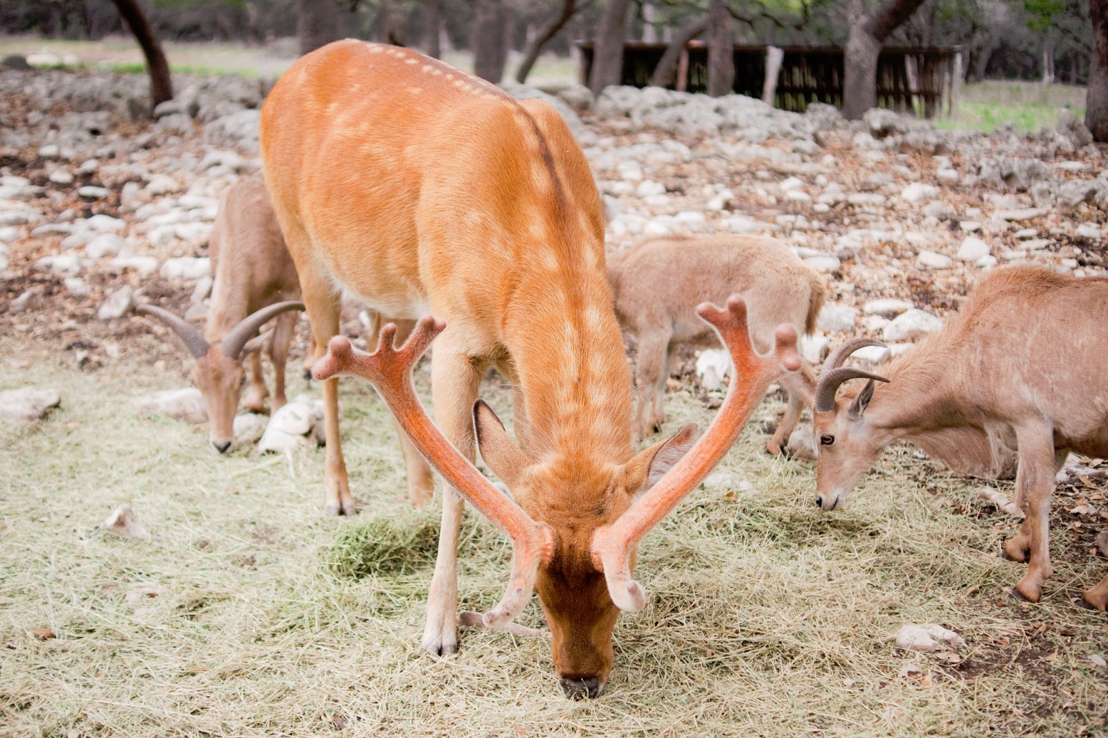 The Sweatman Family: Natural Bridge Wildlife Ranch