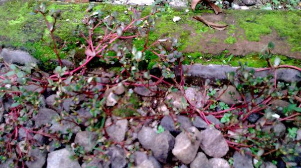 Ciri - ciri tanaman krokot dan khasiatnya