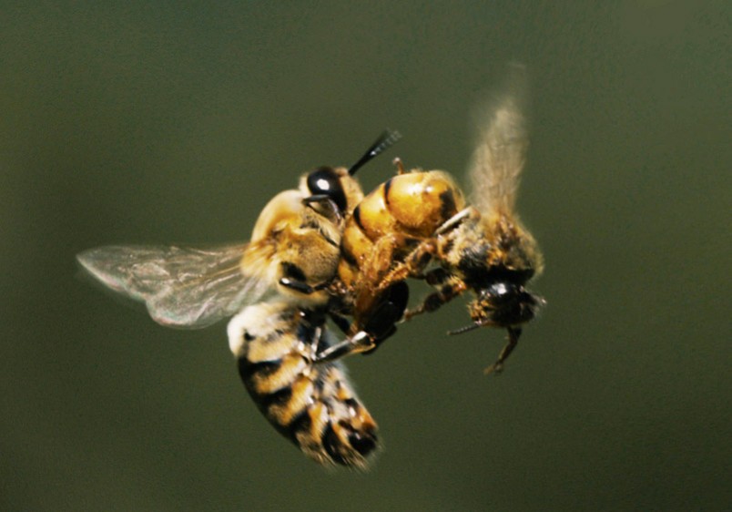 Corona Apicultores: PRODUCCIÓN NATURAL DE ABEJAS REINAS