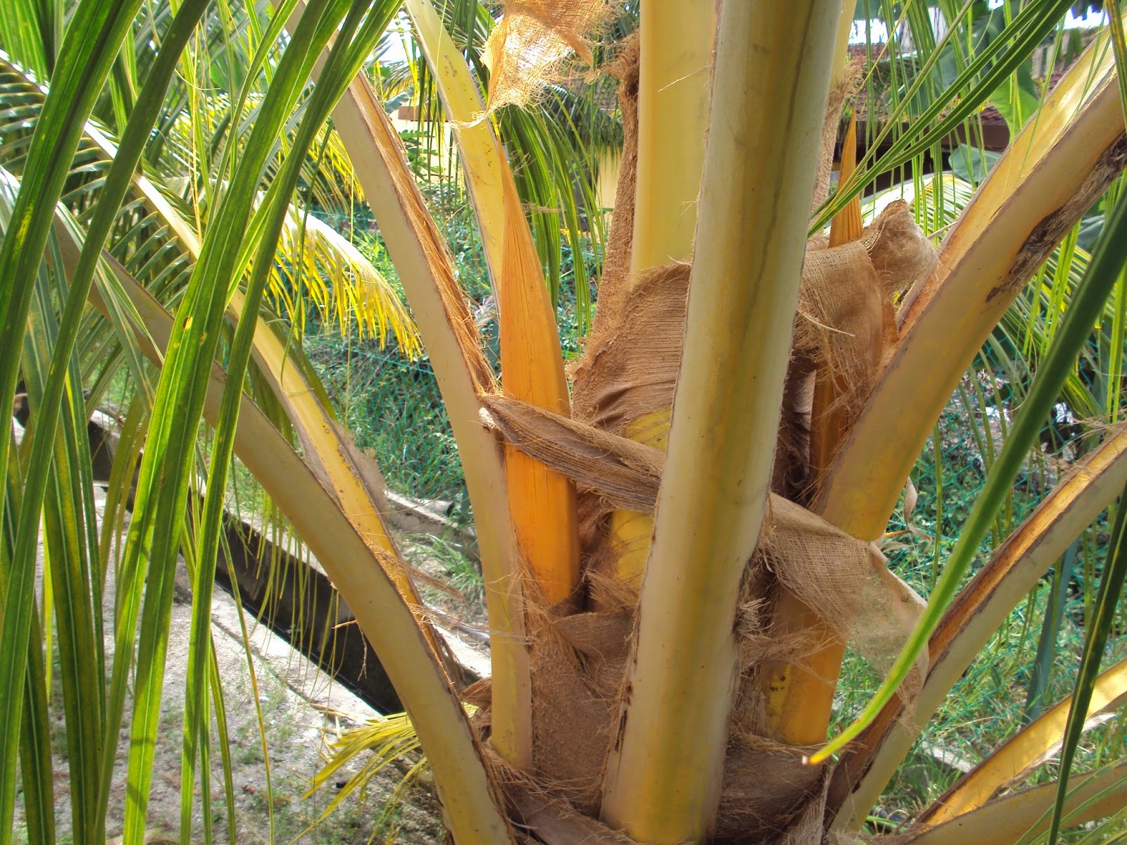 Hang Kebun: KELAPA GADING