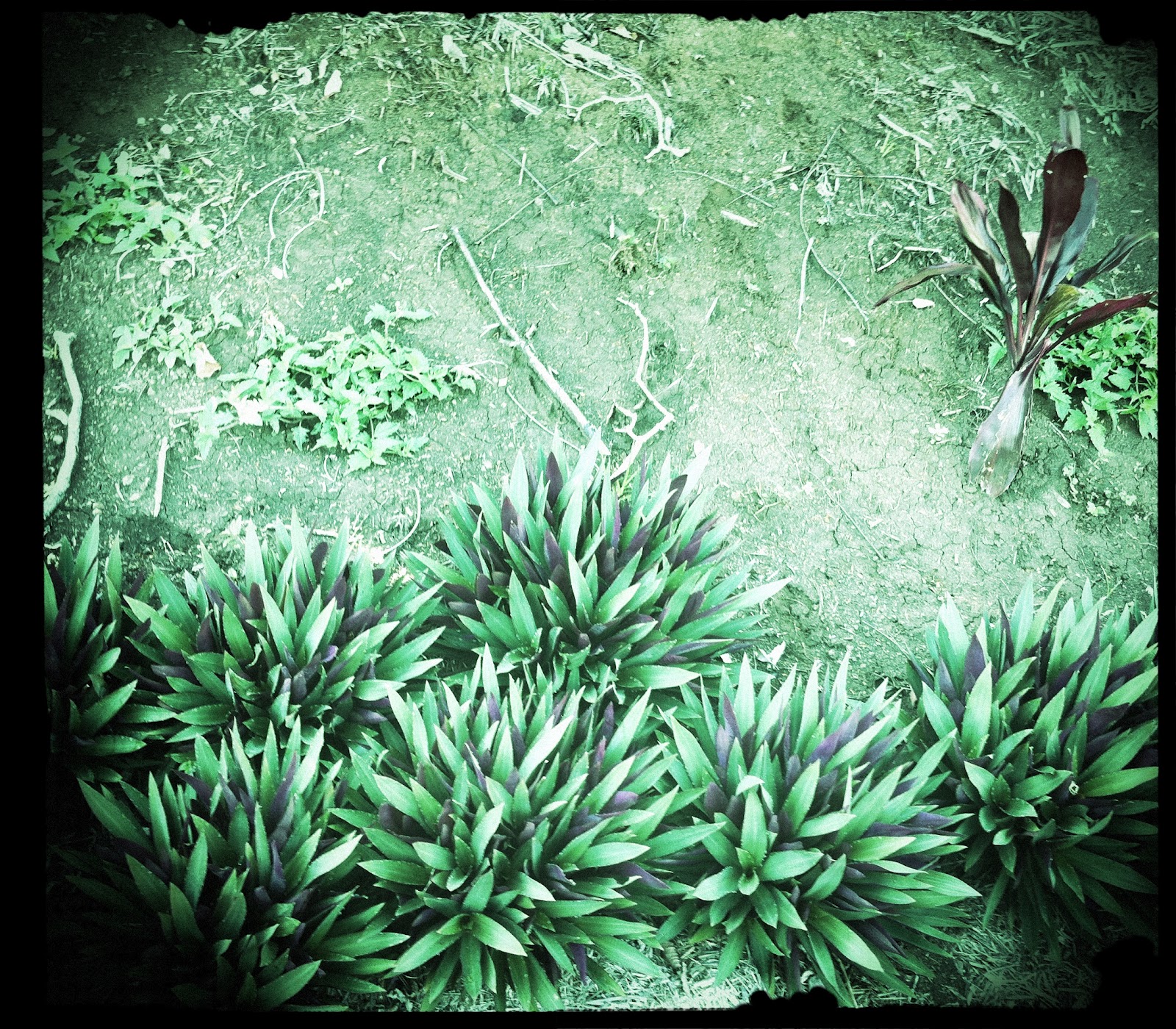 Lusciousness within and surrounding the NEST.