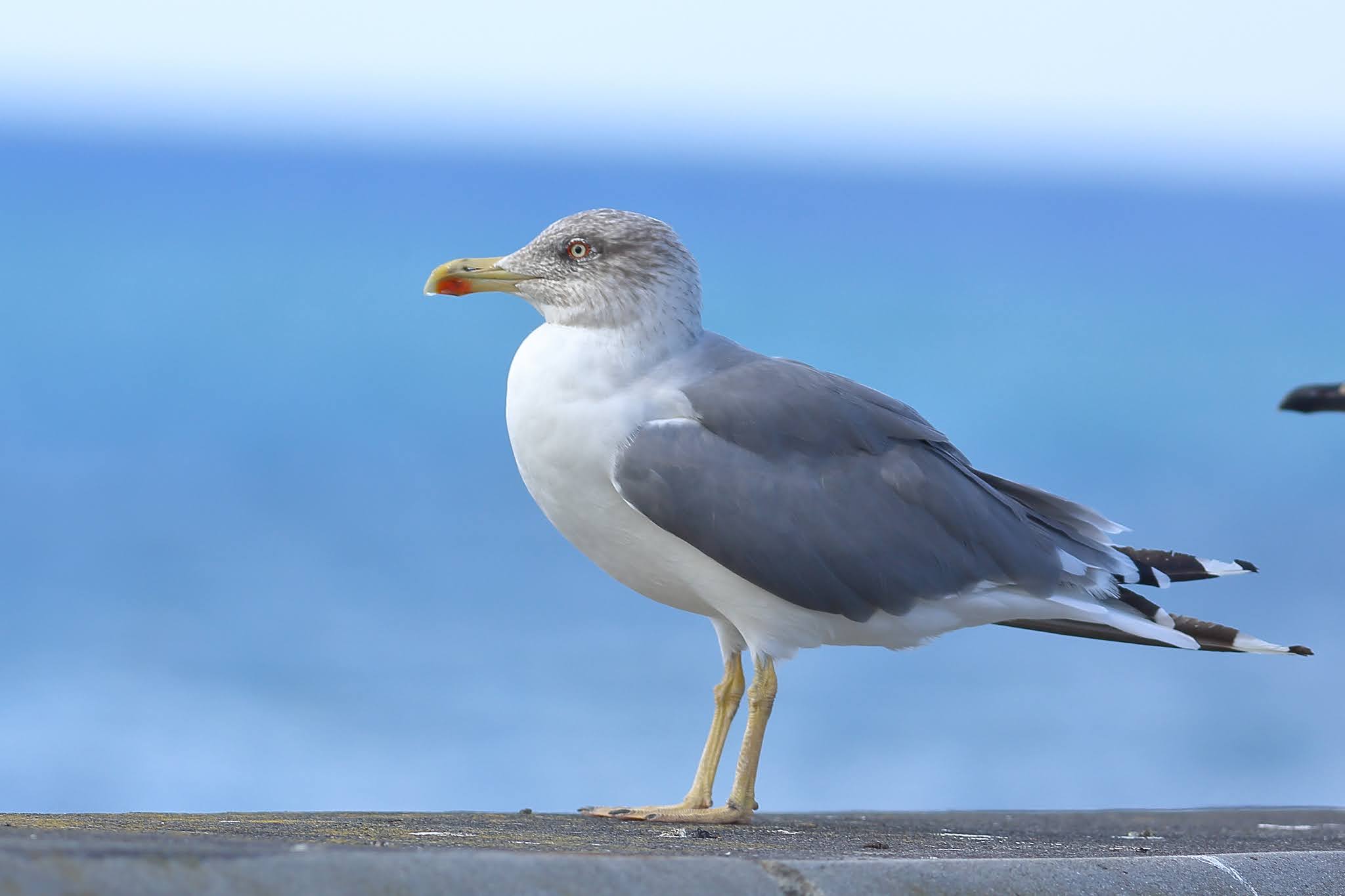 Viajes de pajareo, Spain birding trips: Pajareando por Azores. Birding ...