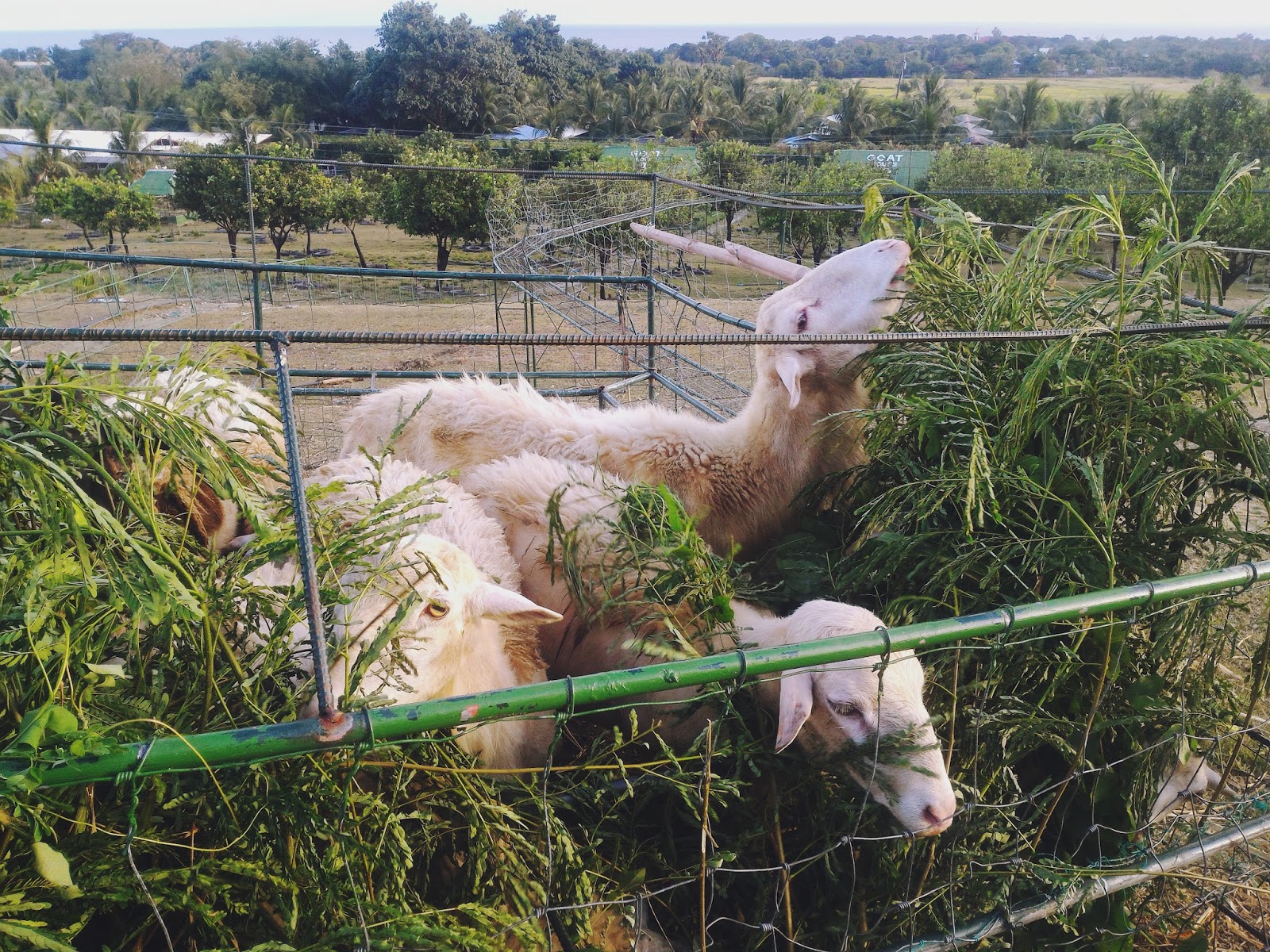 Garin Farm, San Joaquin, Iloilo - Curious Little Kat