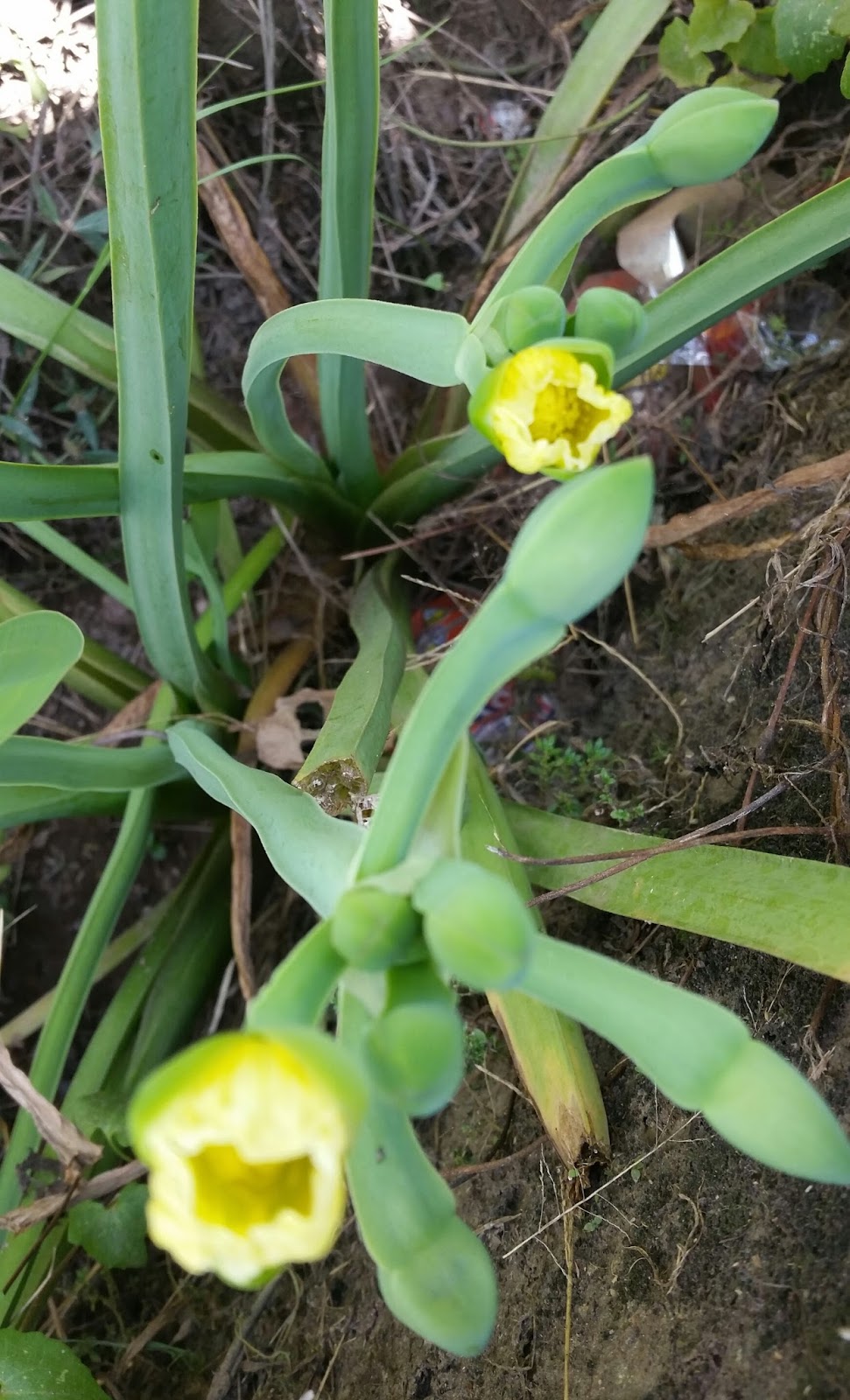 Warisan Petani: WW 7 : Bunga Genjer