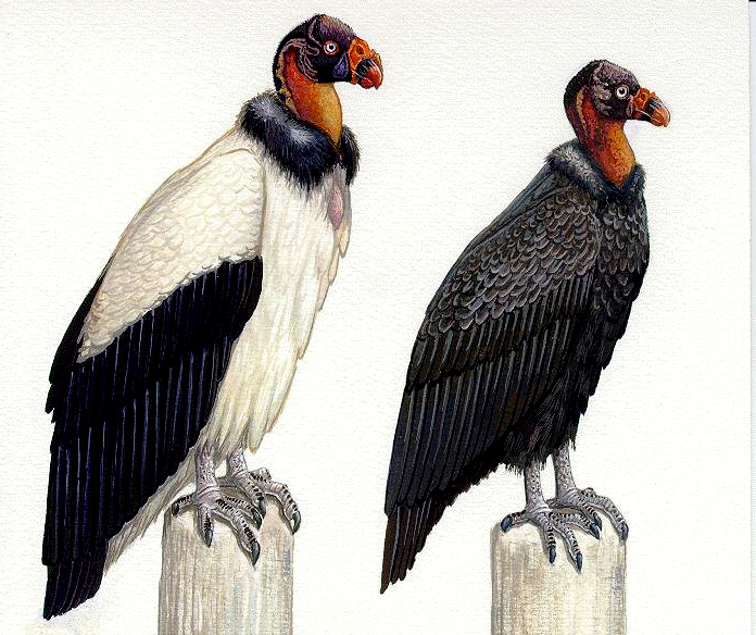 Bellas Aves de El Salvador: Sarcoramphus papa (rey zope, zopilote real)