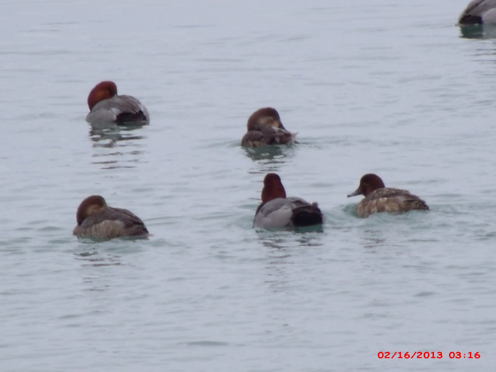 Living with Gratitude: February 2013