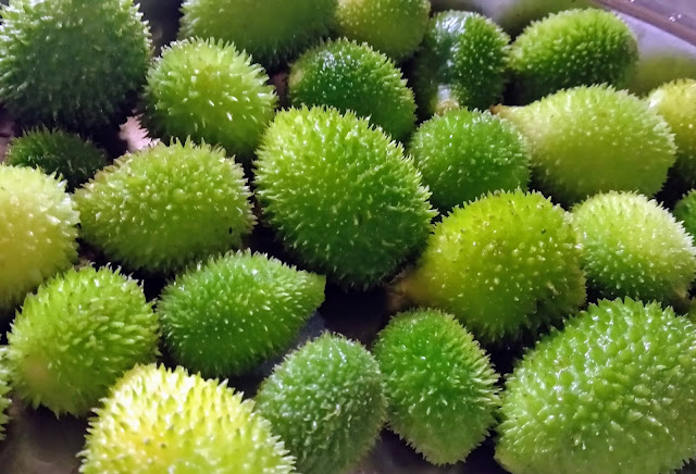 Health benefits of kakora | kantola | kakoda | ककोड़ा के फायदे