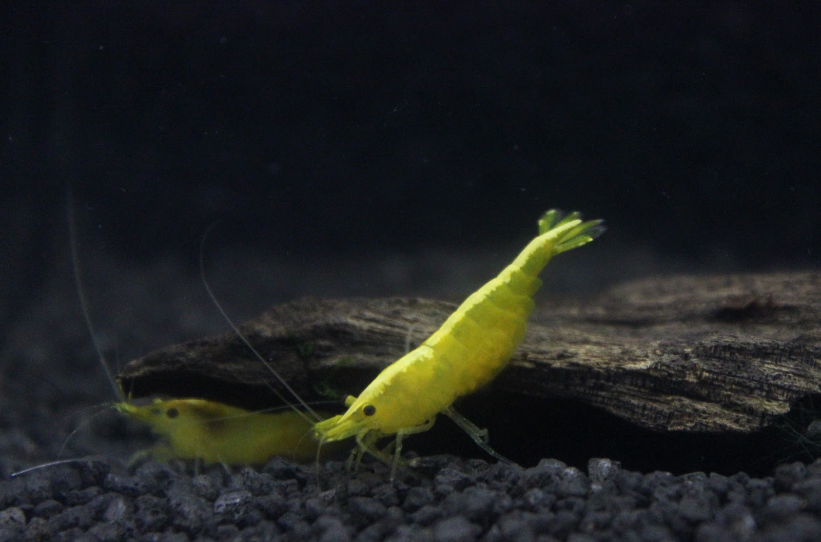 easyshrimp: Neocaridina