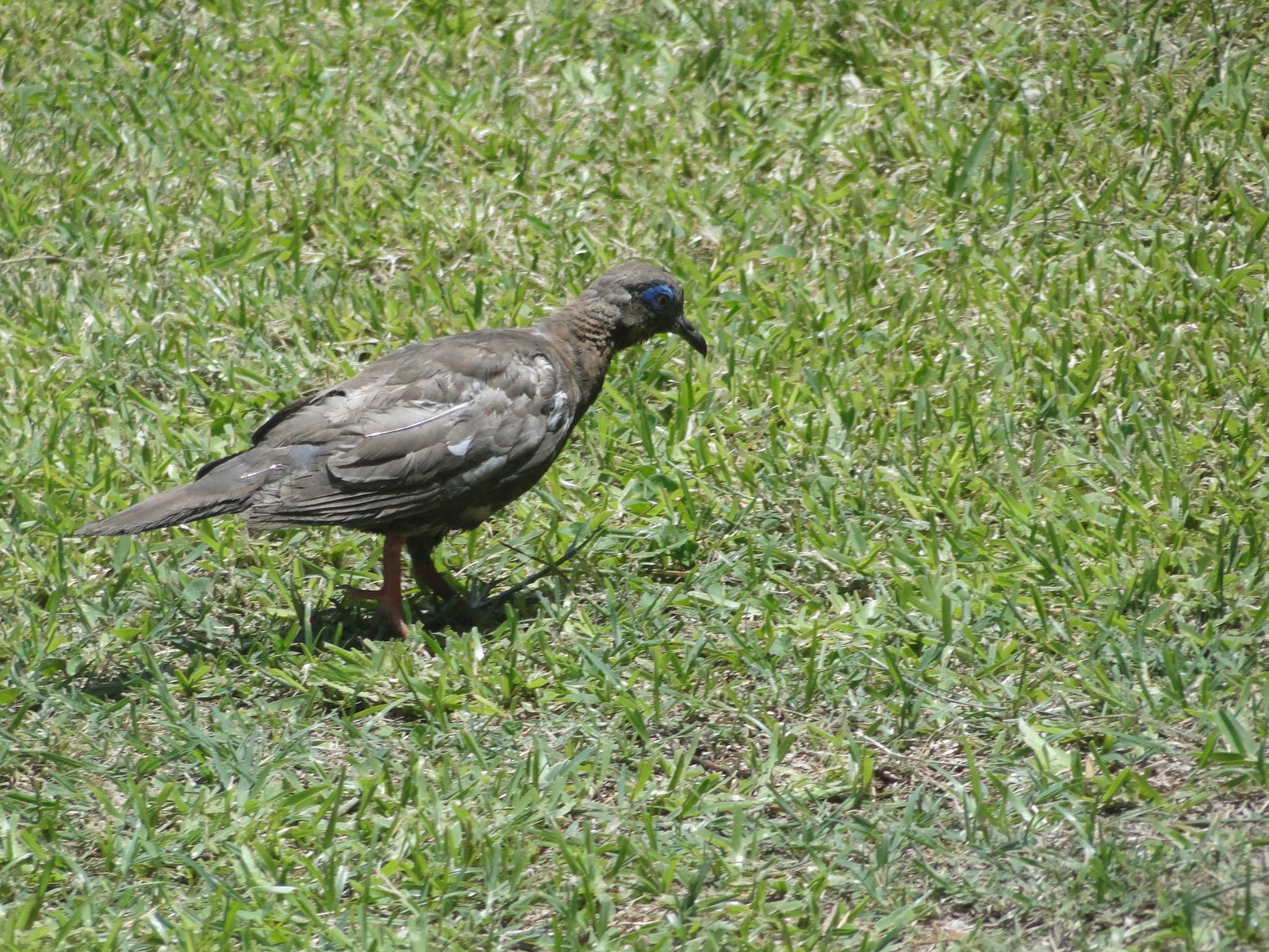 Aves del SM: CUCULÍES MANCHADAS